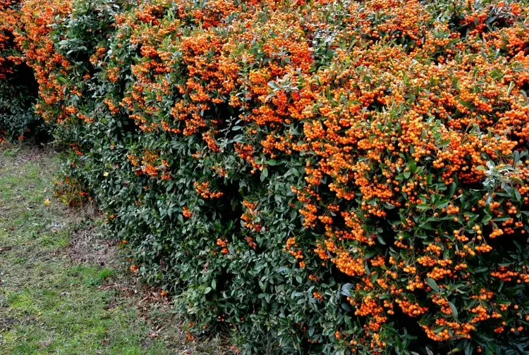 The Best Shrubs for an Impenetrable Defensive Hedge – Plants and Garden ...