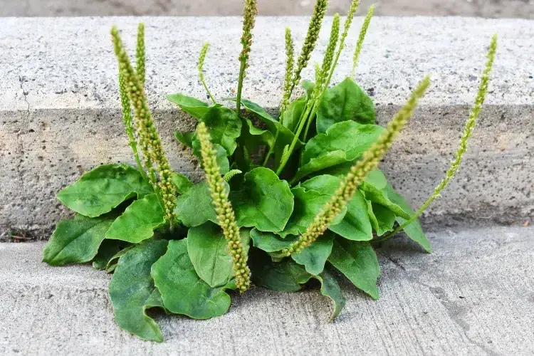 Why Plant Plantain and How to Grow It – Plants and Garden Tips