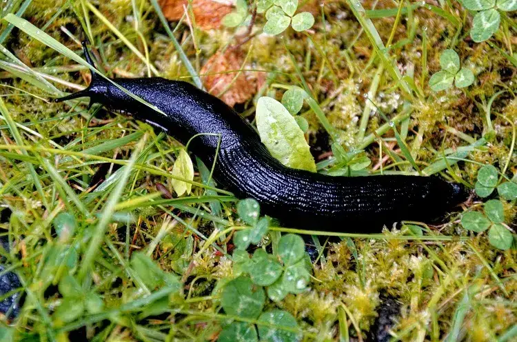 How to Get Rid of Black Slugs: Proven Methods That Really Work – Plants ...