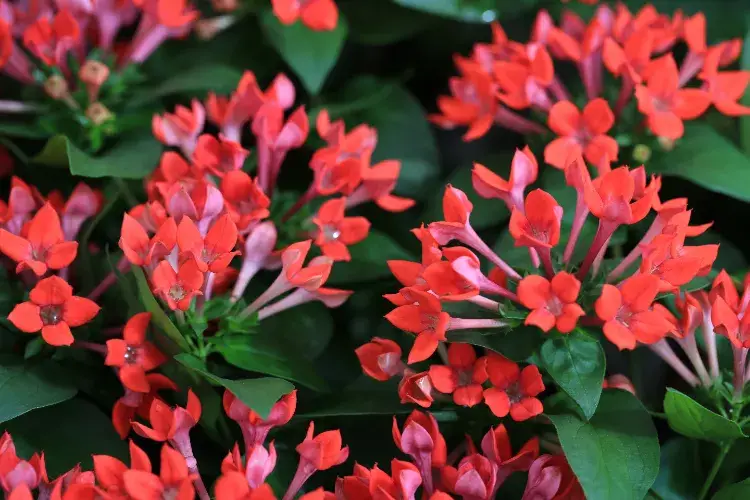 Where to Plant Bouvardia? How? Follow the Guide! – Plants and Garden Tips