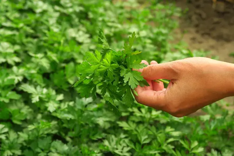 Pruning Parsley to Stimulate Leaf Growth: Follow the Guide! – Plants ...