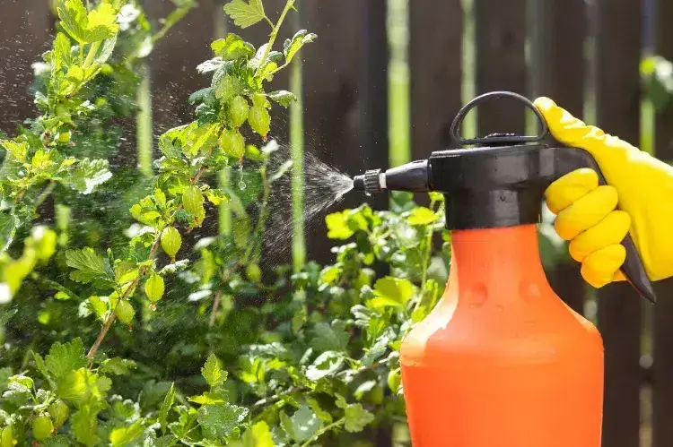 What Plants Can Replace Pesticides? Eco-Friendly Alternatives for a ...