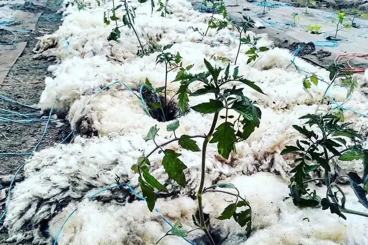 Putting Sheep’s Wool at the Base of Tomatoes: An Organic Mulch with ...