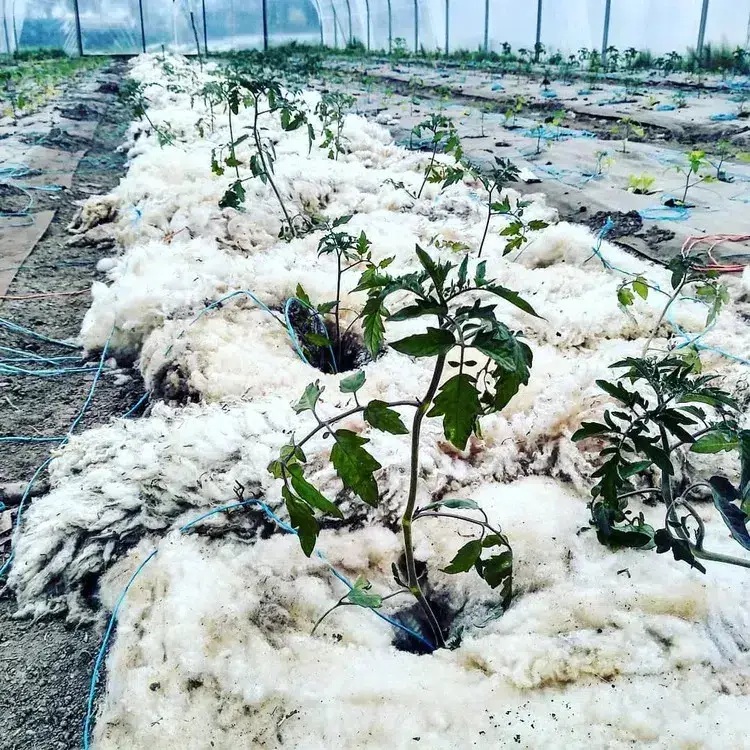 Putting Sheep’s Wool at the Base of Tomatoes: An Organic Mulch with ...