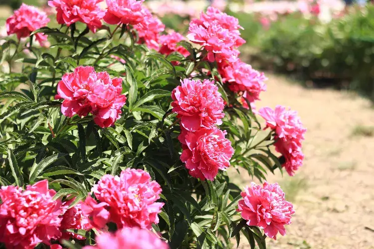 How to Care for Peonies After Flowering: Pruning at the Right Time ...