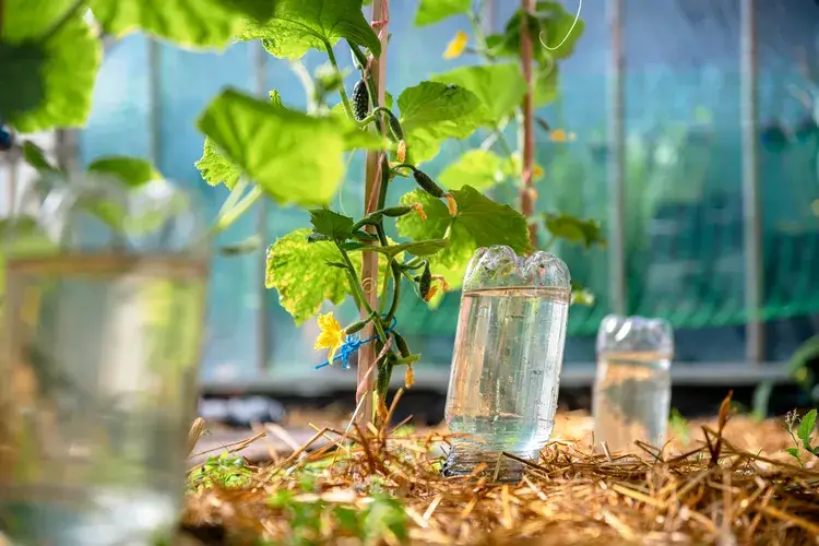 Should You Water Cucumbers Every Day? Mastering Watering Techniques for ...