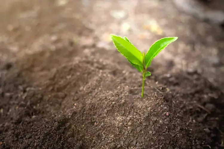 What Are the Best Trees for Dry and Poor Soil? Top 6 Species for Shade ...