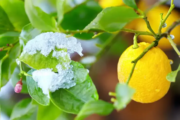Why Does My Lemon Tree Lose Its Leaves in Winter? Is This Normal and ...