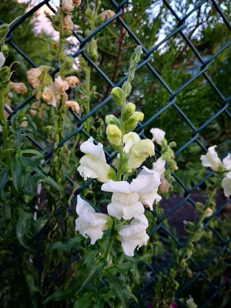 How to Care for Snapdragons: The Simple Guide! – Plants and Garden Tips