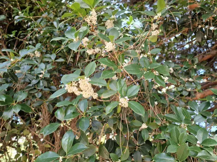 How to Grow the Fragrant Olive Tree: Pruning Tips and Care Guide ...