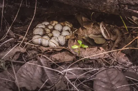 Snake Nest in the Garden: How to Recognize It and What to Do to Get Rid ...