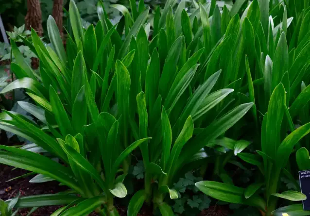 Where to Plant an Agapanthus? Best Exposure and Maintenance Tips for Happy Flowers! – Plants and ...