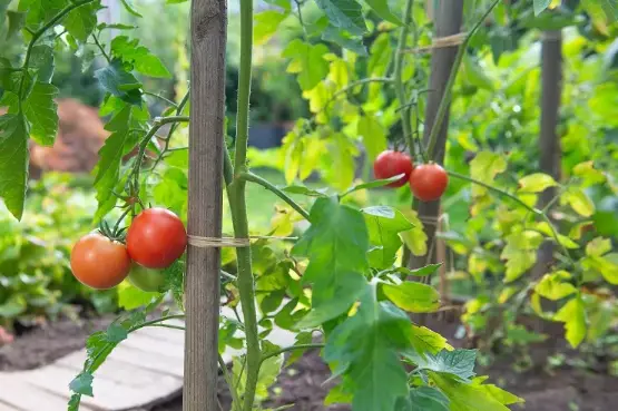 How to Make a Tomato Support: 5+ Economical Ideas for Staking Tomatoes ...