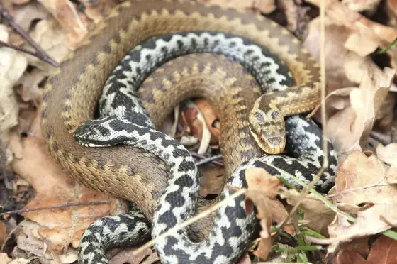 How Do Vipers Reproduce? Do They Lay Eggs? Everything You Need to Know ...