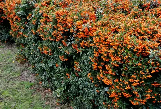 The Best Shrubs for an Impenetrable Defensive Hedge – Plants and Garden ...