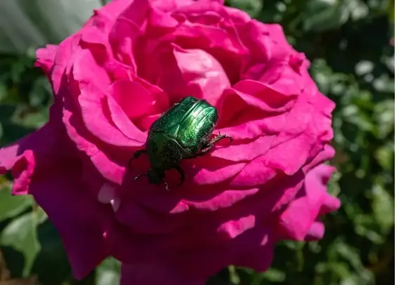 Rose Chafer: What Does This Insect Look Like and Is It Harmful ...