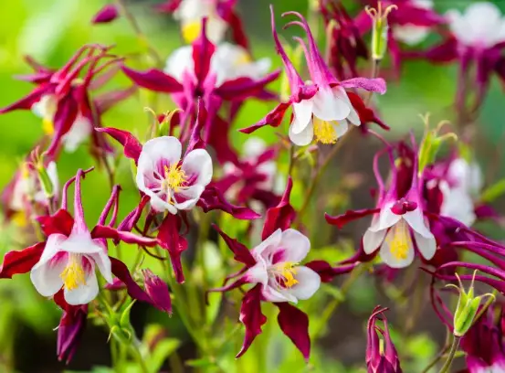 How to Multiply Columbines? Everything You Need to Know! – Plants and ...