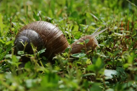 How to Collect Snails: Where and When? Follow the Guide! – Plants and ...