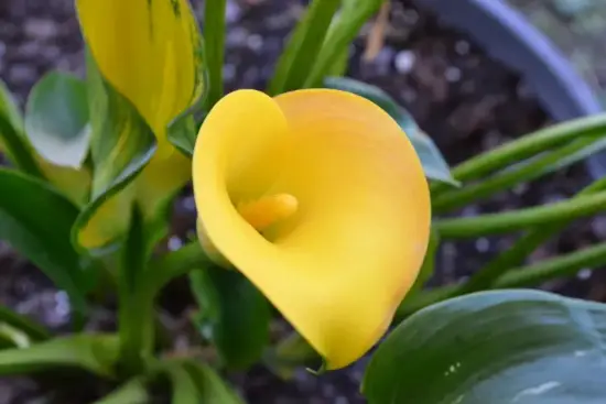 How to Care for a Potted Calla: A Complete Guide! – Plants and Garden Tips