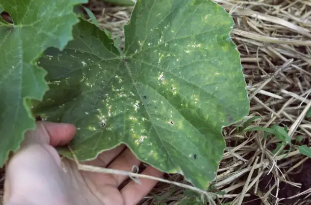 Parasites That Attack Your Plants and How to Get Rid of Them – Plants ...