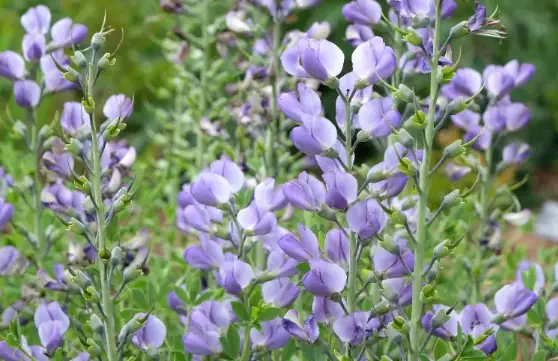 How to Grow Baptisia Australis: Sowing, Planting, and Maintenance ...