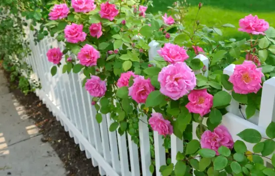 How to Maintain a Rose Bush in Bloom: 5 Tips to Encourage and Prolong ...