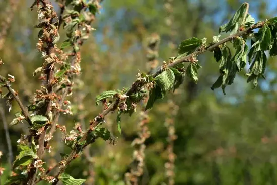 Why Does the Cherry Tree Dry Up? Causes of Premature Death in Fruit ...
