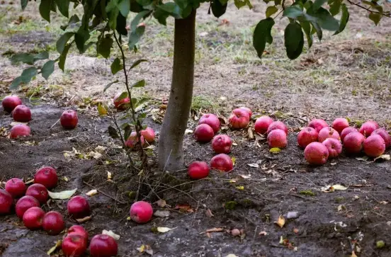 How to Thin Apples? All the Whys and Wherefores! – Plants and Garden Tips