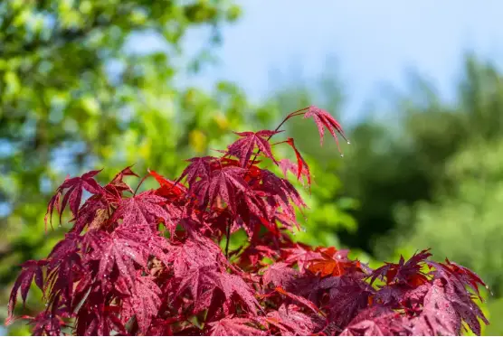 Protecting Your Garden from Rain: 5 Trees to Plant Now to Combat ...
