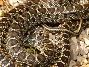 How Do Vipers Reproduce? Do They Lay Eggs? Everything You Need to Know ...