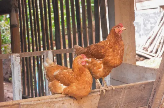 Do Ticks Attack Chickens? How to Get Rid of Them Quickly! – Plants and ...