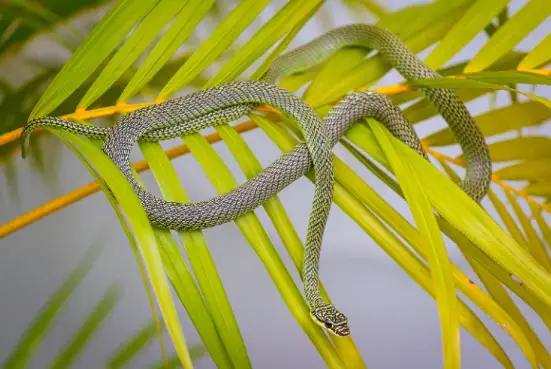 A Snake in the Trees? Yes, It’s Possible! – Plants and Garden Tips
