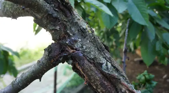 Why Does the Cherry Tree Dry Up? Causes of Premature Death in Fruit ...