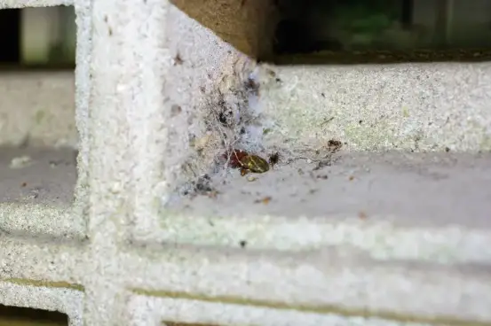 Where to Find a Tick Nest: Identification and Action Steps – Plants and ...