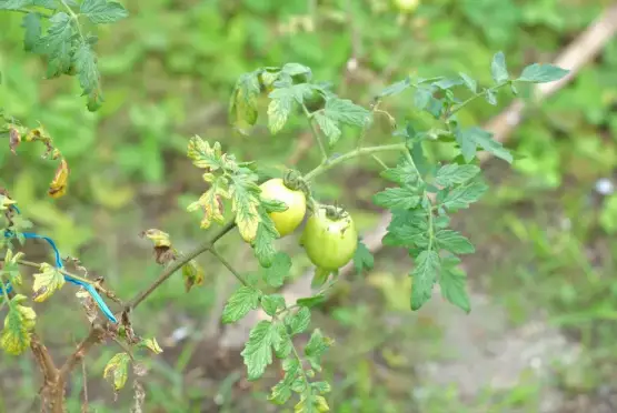 Why Put Salt on Tomato Plants? 4 Unexpected Benefits of Epsom Salt ...