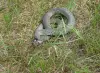 How Do Vipers Reproduce? Do They Lay Eggs? Everything You Need to Know ...