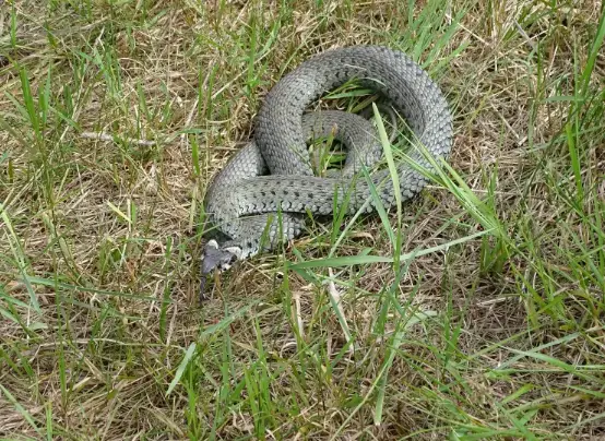 How Do Vipers Reproduce? Do They Lay Eggs? Everything You Need to Know ...