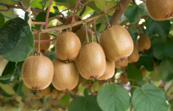 What Are Dioecious Trees? Discover 4 Species You Can Grow at Home ...