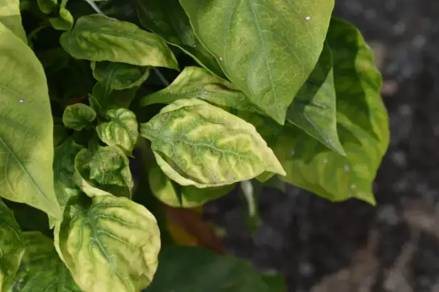 Why Are Pepper Leaves Falling Off? Discover 4 Common Causes and Their ...