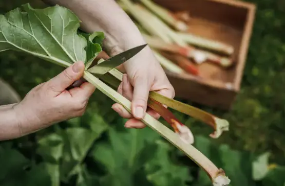 How to Cut Rhubarb So It Grows Back: 4 Steps and Harvesting Tips ...