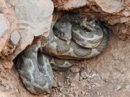 Snake Nest in the Garden: How to Recognize It and What to Do to Get Rid ...