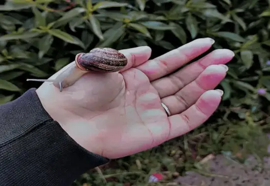 How to Collect Snails: Where and When? Follow the Guide! – Plants and ...