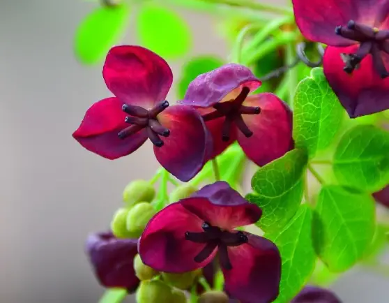 5+ Chocolate Smelling Plants You Absolutely Need to Have in Your Garden ...