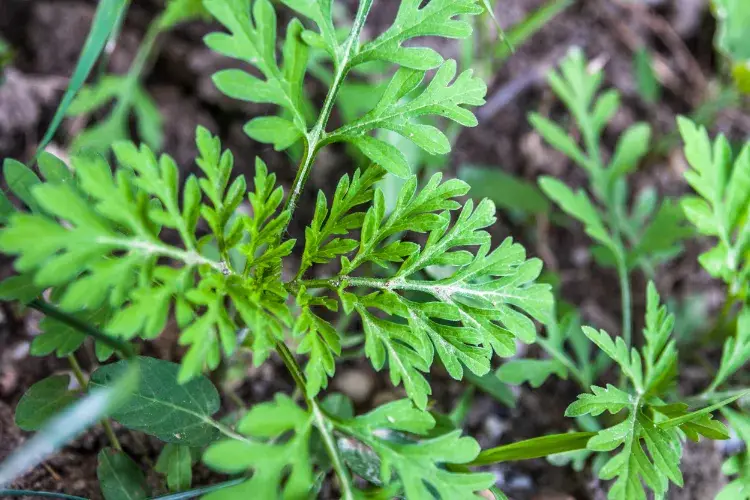 How to Identify and Avoid Ragweed: Everything You Need to Know ...