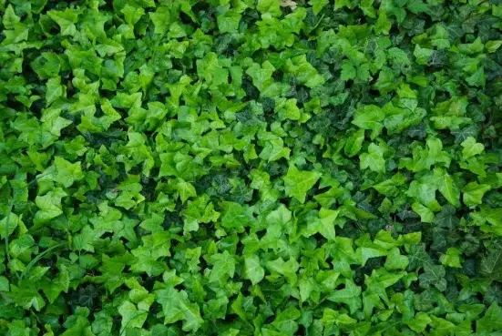 Why is it Important to Know What Animals Live in Ivy? For Whom ...