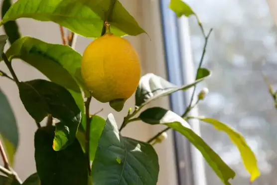How to Save a Lemon Tree That Has Lack of Water? 4 Major Signs Your ...