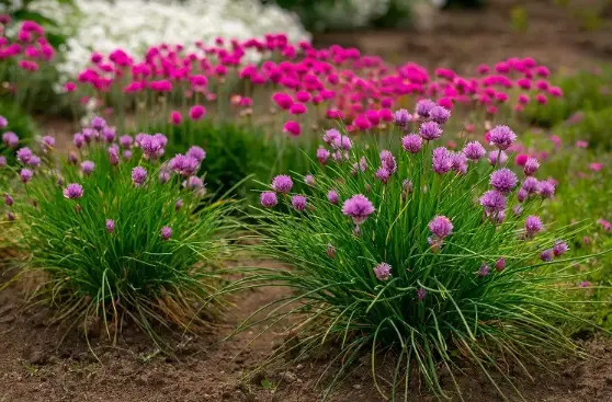 What Is Spanish Grass? Everything You Need to Know About This Perennial ...
