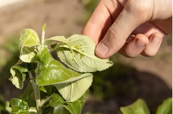 How to Protect Young Plants from Aphids? Natural Remedies That Work ...