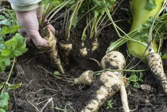 How to Harvest and Store Parsnips? Our Little Tips! – Plants and Garden ...