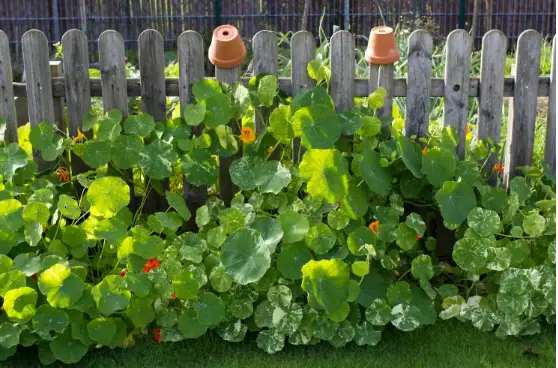 What Ground Cover for the Vegetable Garden? Top 5 Plants to Improve the ...